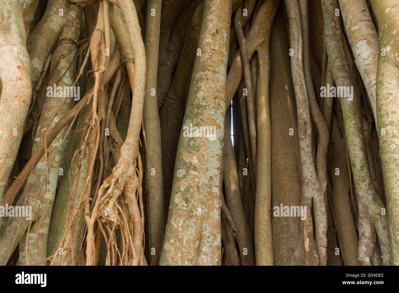 Java fig tree hi-res stock photography and images - Alamy