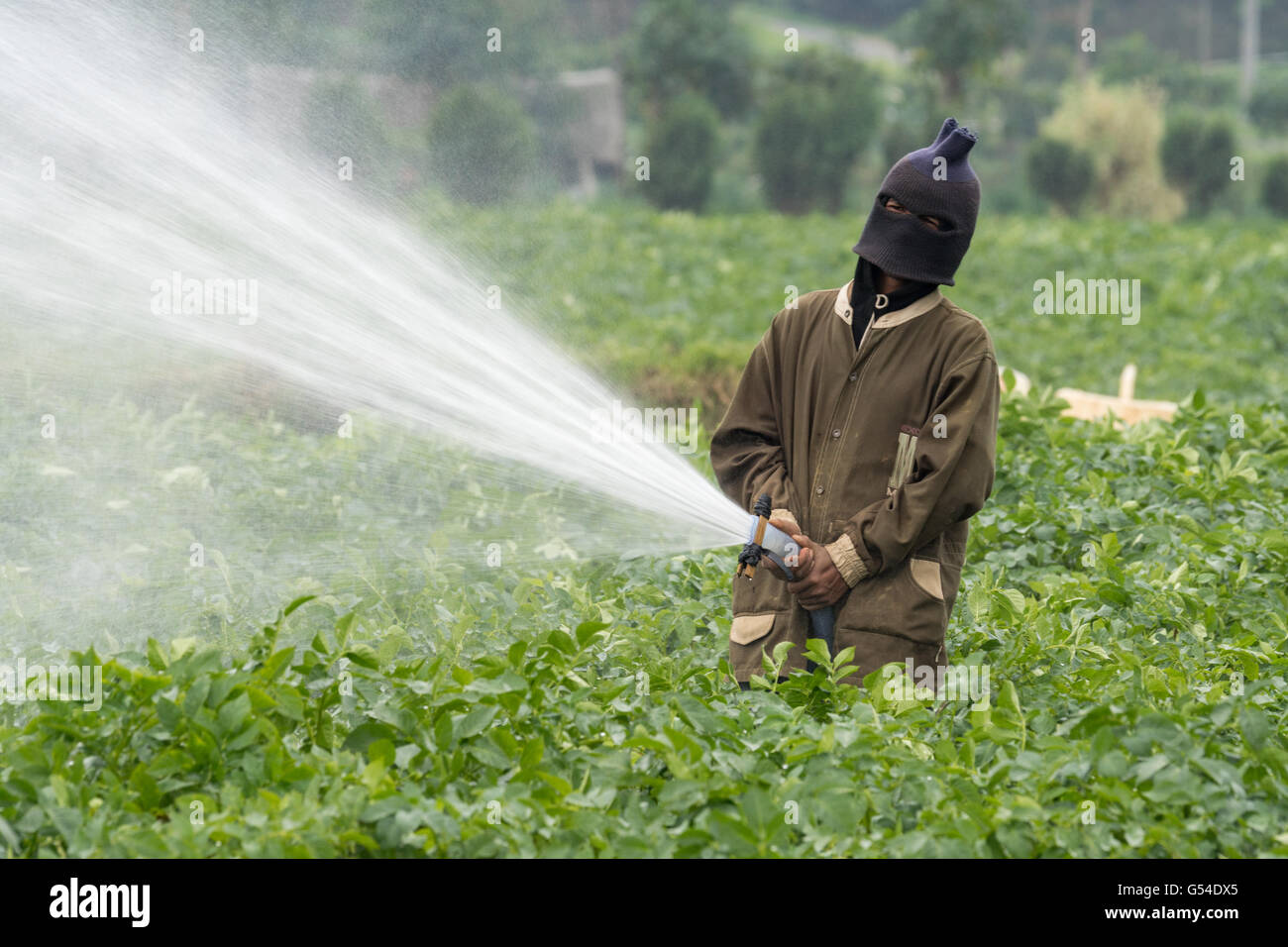 Indonesia, Java Tengah, Banjarnegara, Man pouring Stock Photo - Alamy