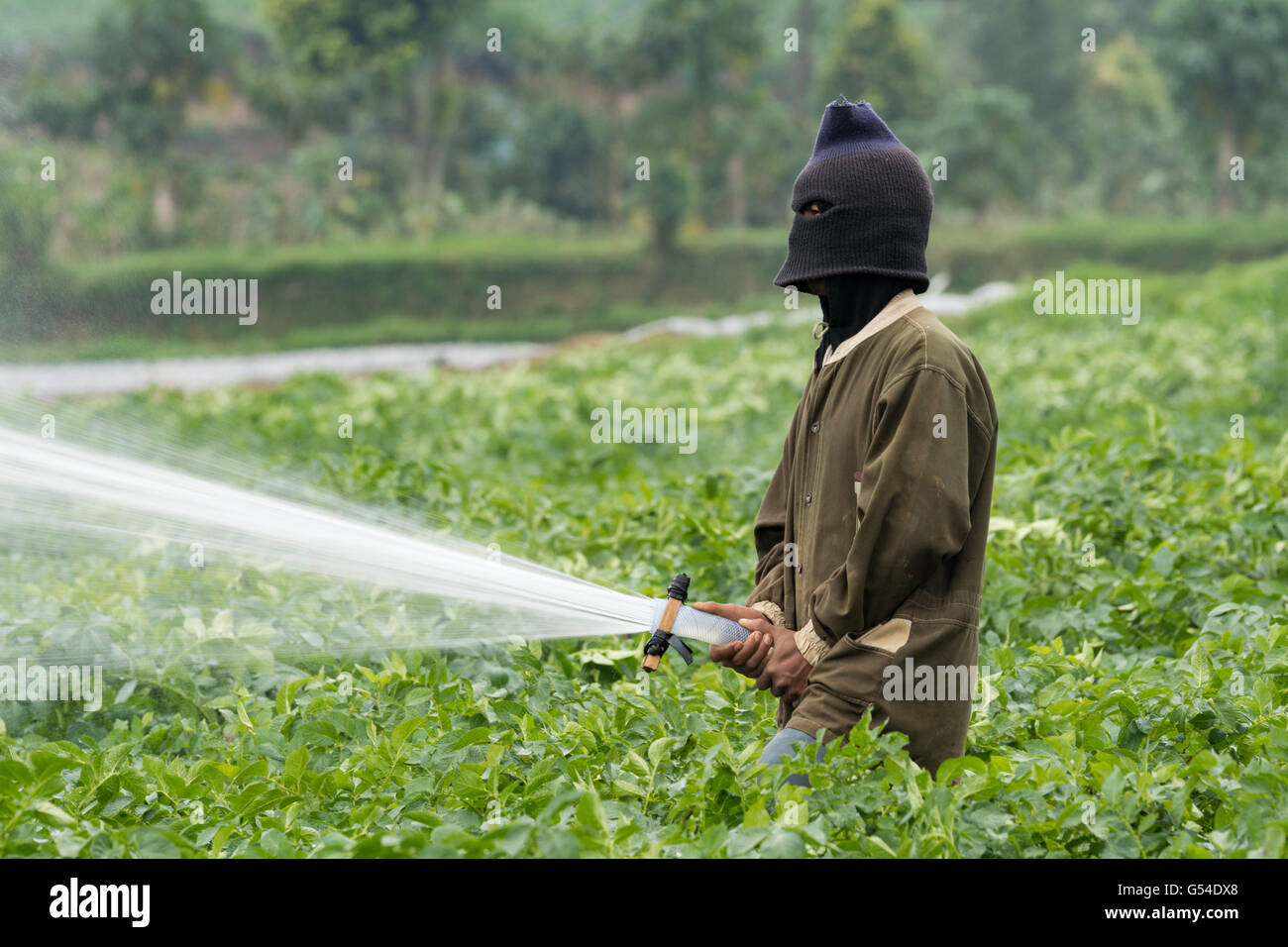 Indonesia, Java Tengah, Banjarnegara, Man pouring Stock Photo - Alamy