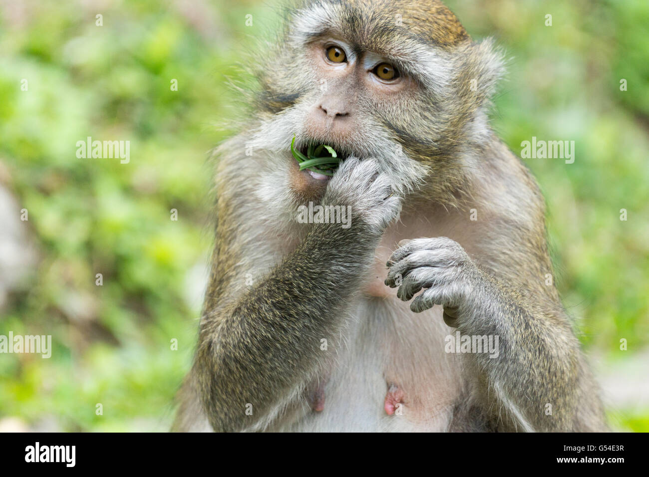 Weed monkey hi-res stock photography and images - Alamy