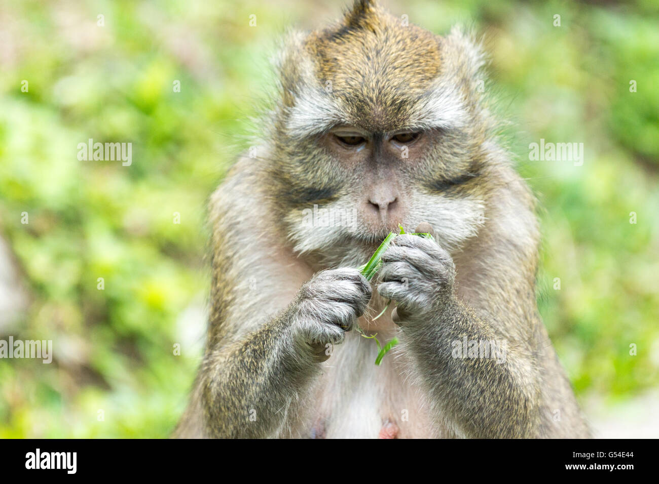 Tlogo hi-res stock photography and images - Alamy