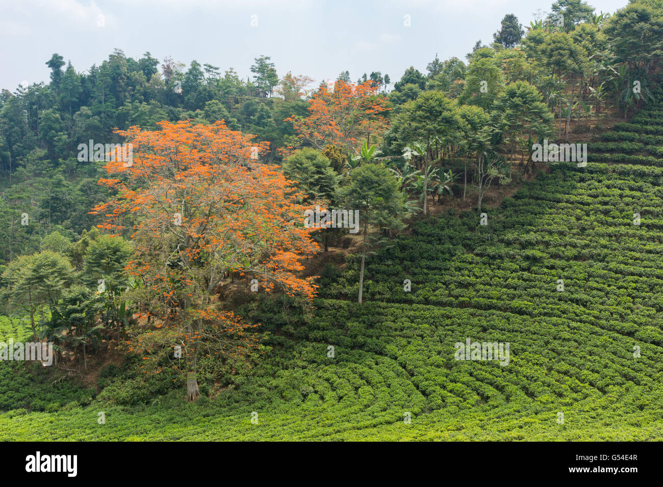 Karanganyar indonesia hi-res stock photography and images - Alamy