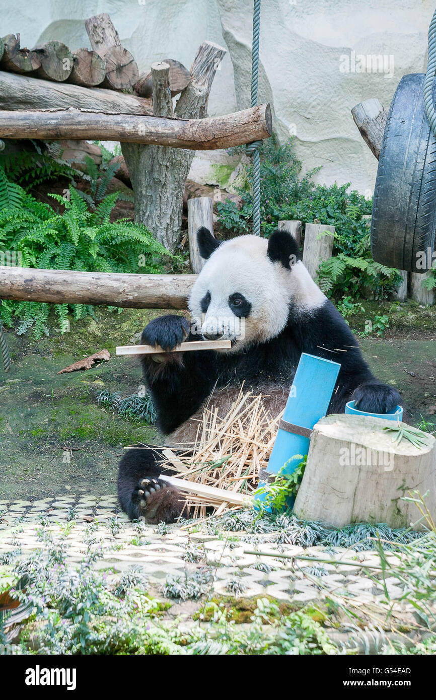 Panda Bamboo Forest Wild Stock Photos & Panda Bamboo Forest Wild Stock ...