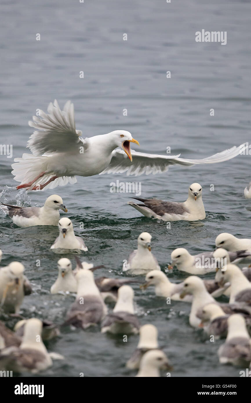 Glaucous Gull (Larus hyperboreus Stock Photo - Alamy