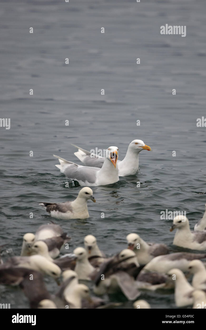 Glaucous Gull (Larus hyperboreus Stock Photo - Alamy
