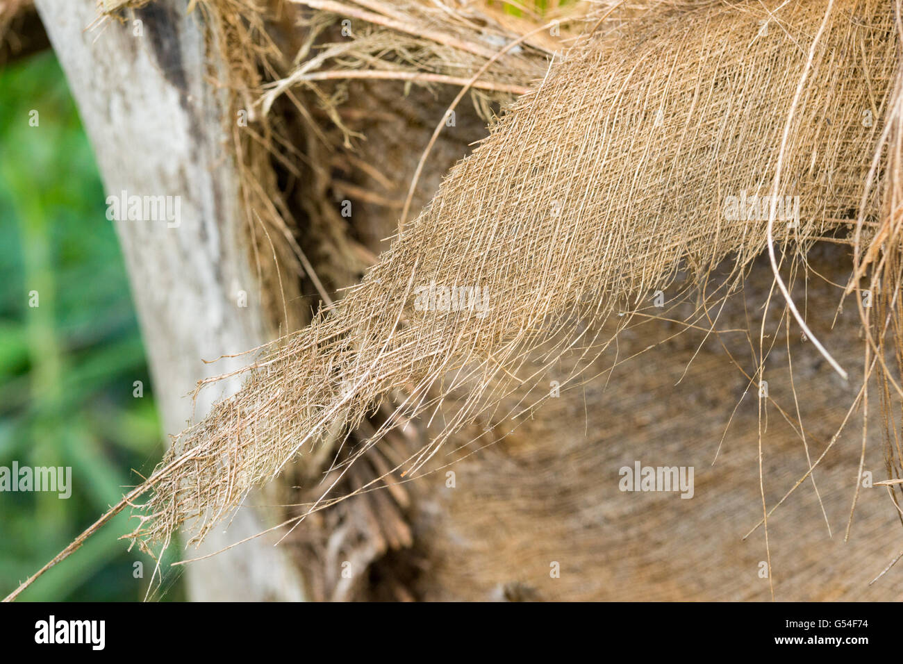 Braiding palm hi-res stock photography and images - Alamy