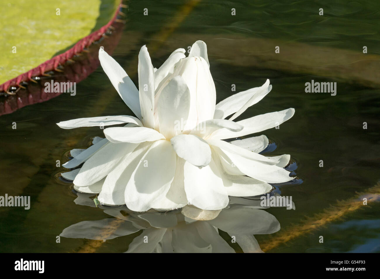 Indonesia, Bali, Karangasem, A flower floating on the water, The water ...