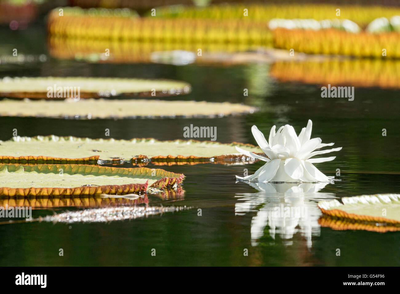 Indonesia, Bali, Karangasem, A flower floating on the water, The water ...