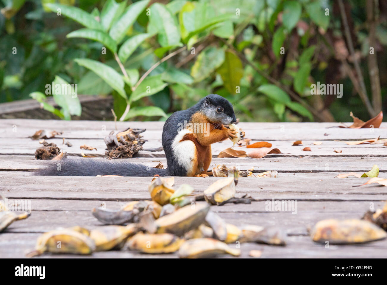 Prevost squirrel hi-res stock photography and images - Alamy