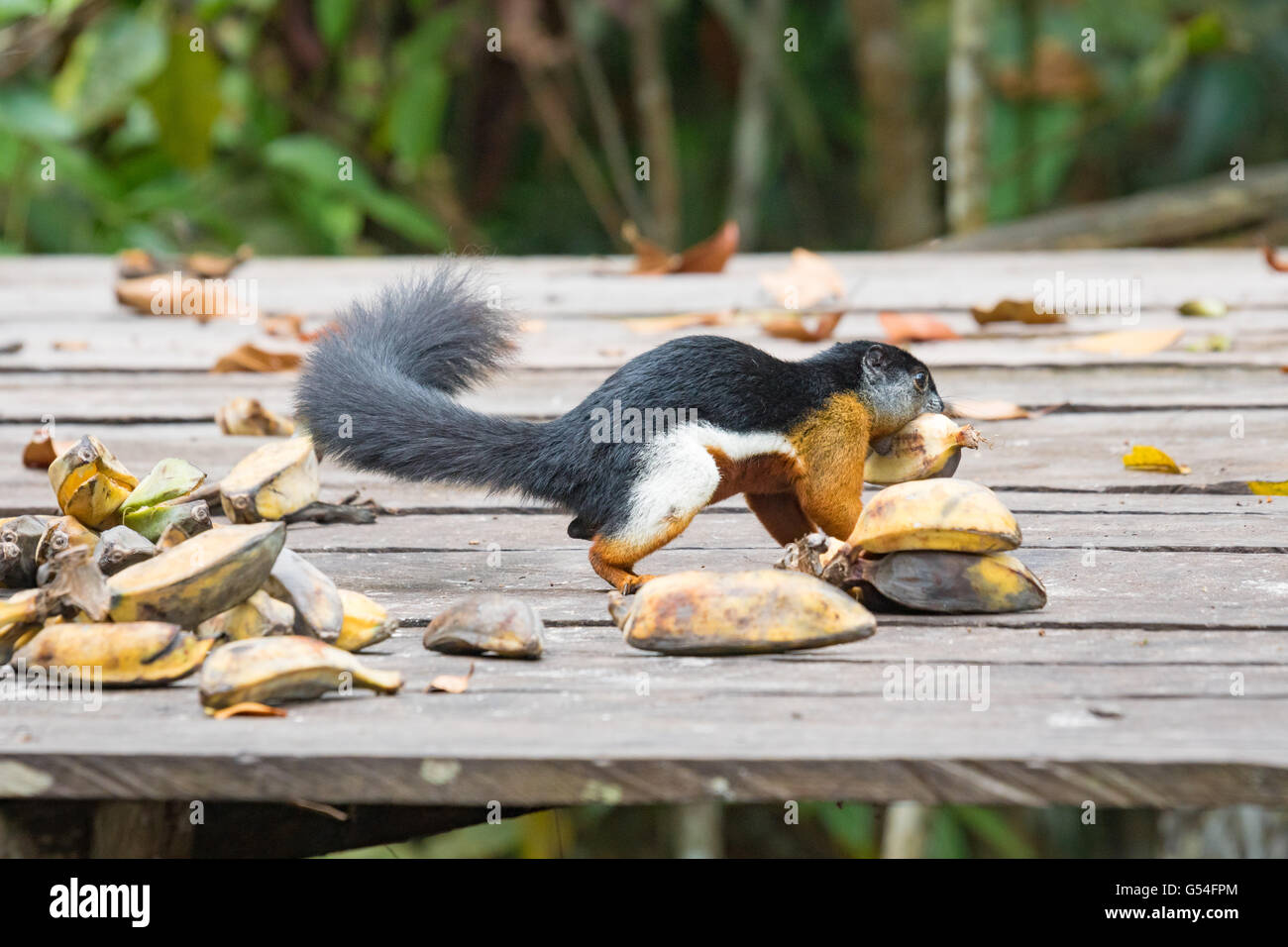 Prevost´s squirrel hi-res stock photography and images - Alamy