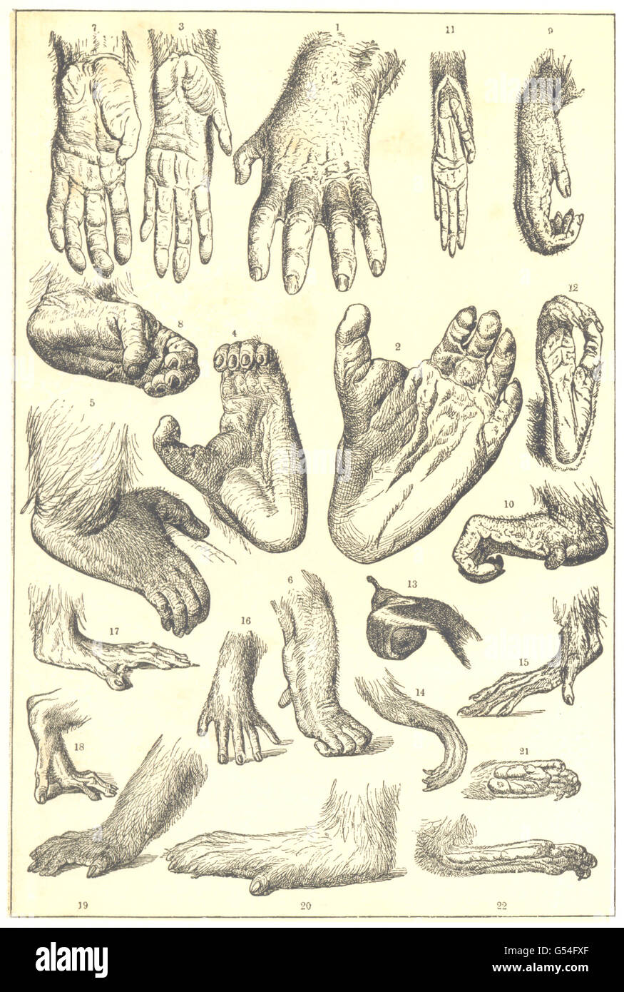 APE HANDS FEET:Gorilla;Chimp;Orang-Utan;Gibbon;Guereza;Barbary Night ...