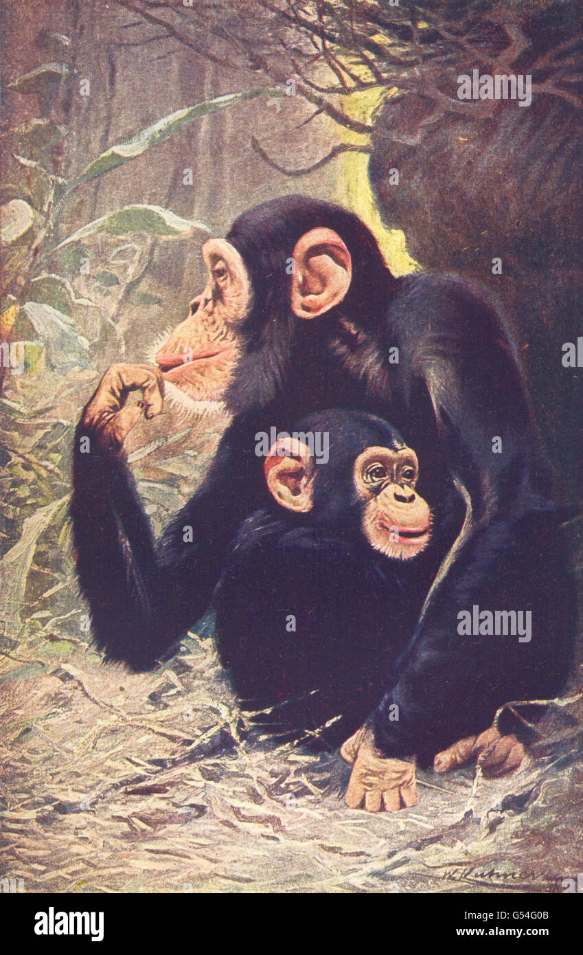 PRIMATES: Chimpanzee (Anthropopithecus Niger) , antique print 1907 ...