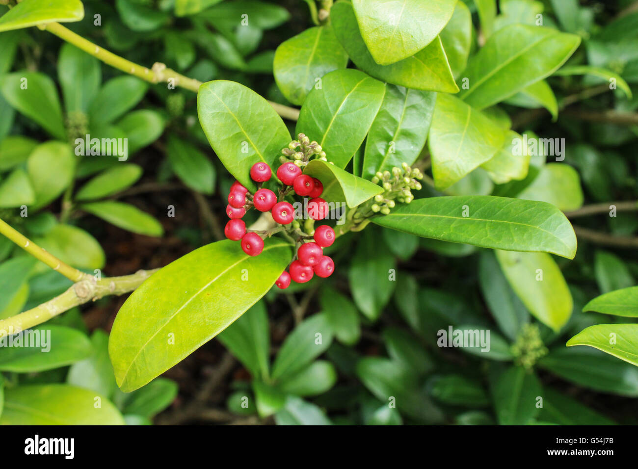 Choisya sundance hi-res stock photography and images - Alamy