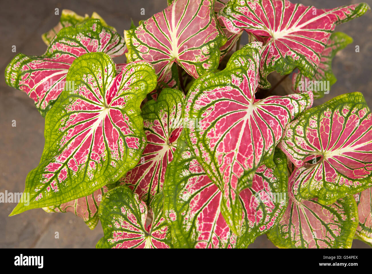 Variegated tropical leaves hi-res stock photography and images - Alamy