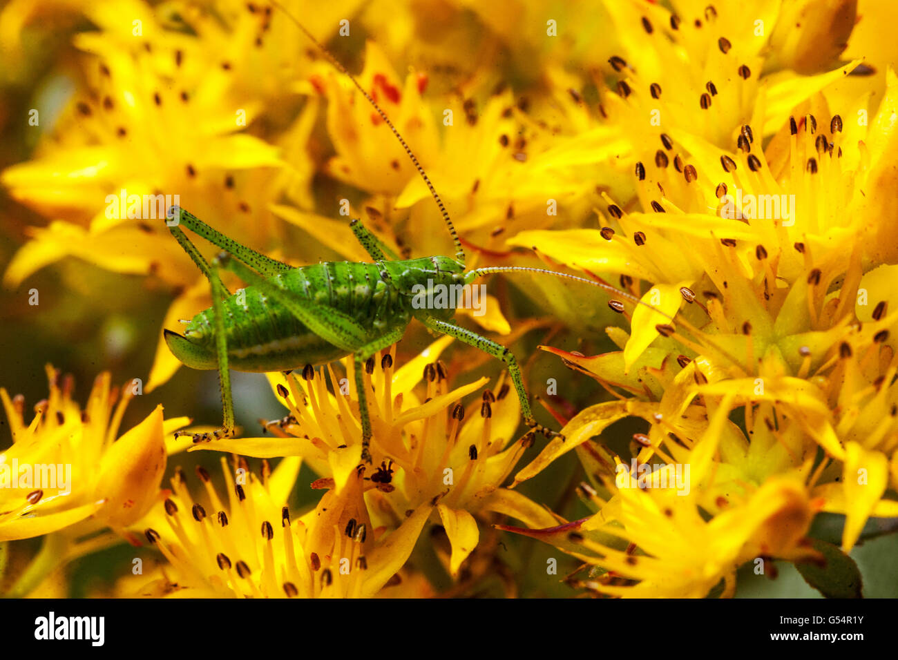 Green insect grasshopper hi-res stock photography and images - Alamy