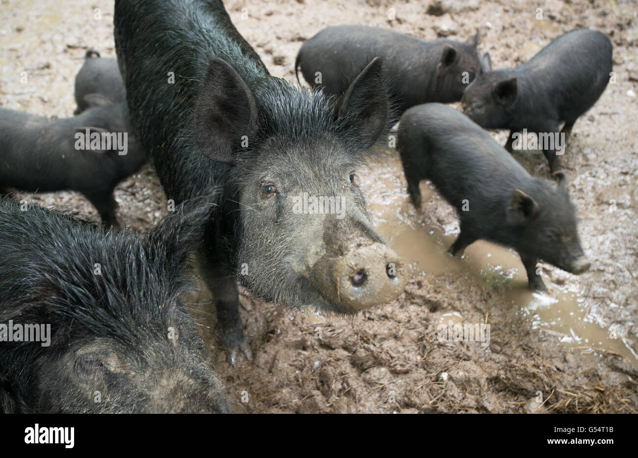American Guinea Hogs roam in large fenced grazing areas on the grounds ...
