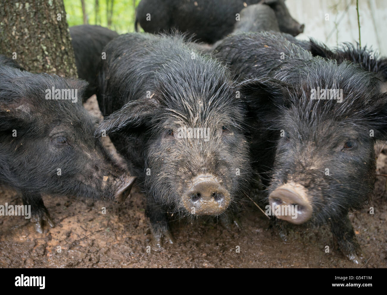 American Guinea Hogs roam in large fenced grazing areas on the grounds ...