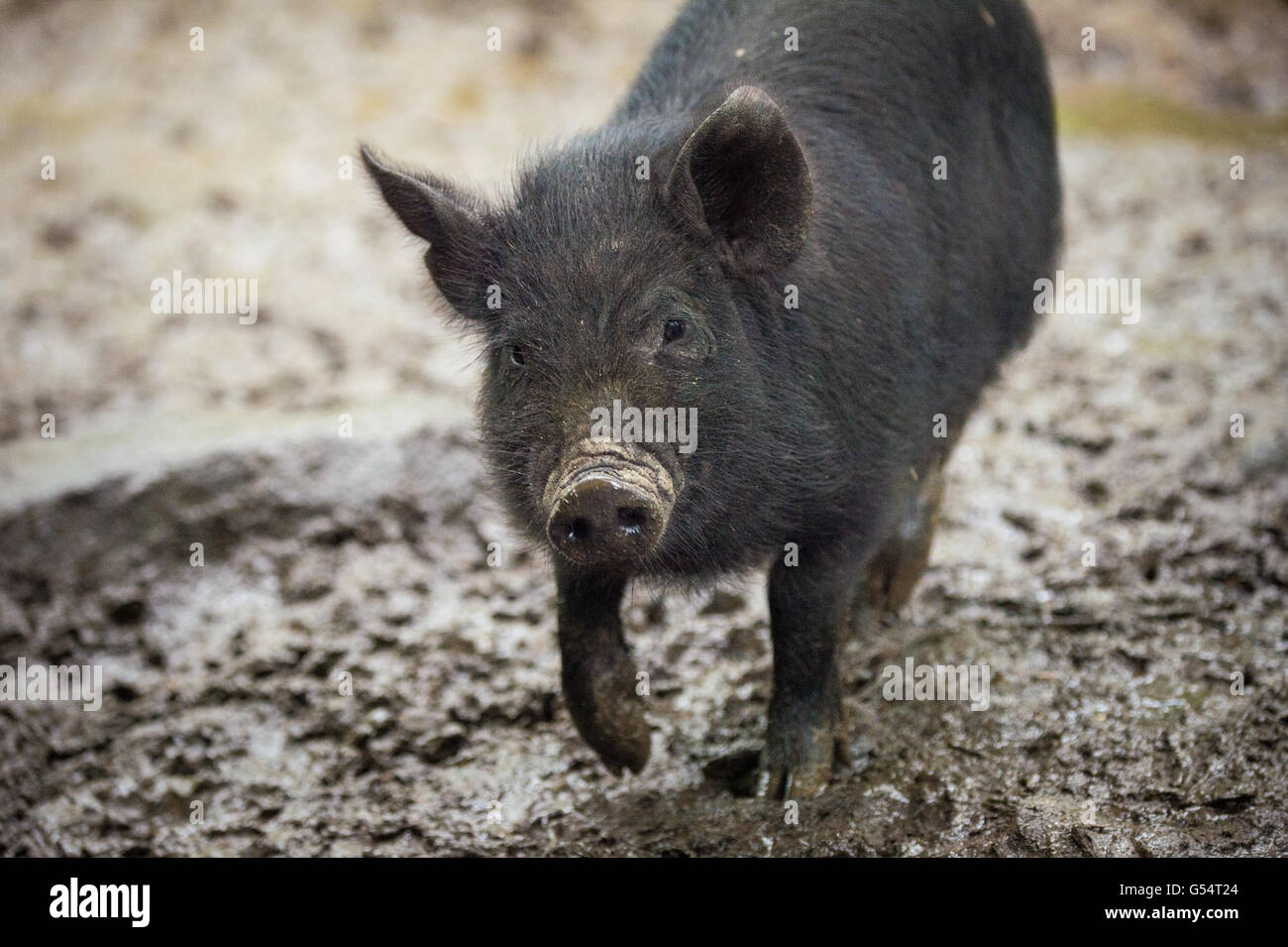 American guinea hog hi-res stock photography and images - Alamy