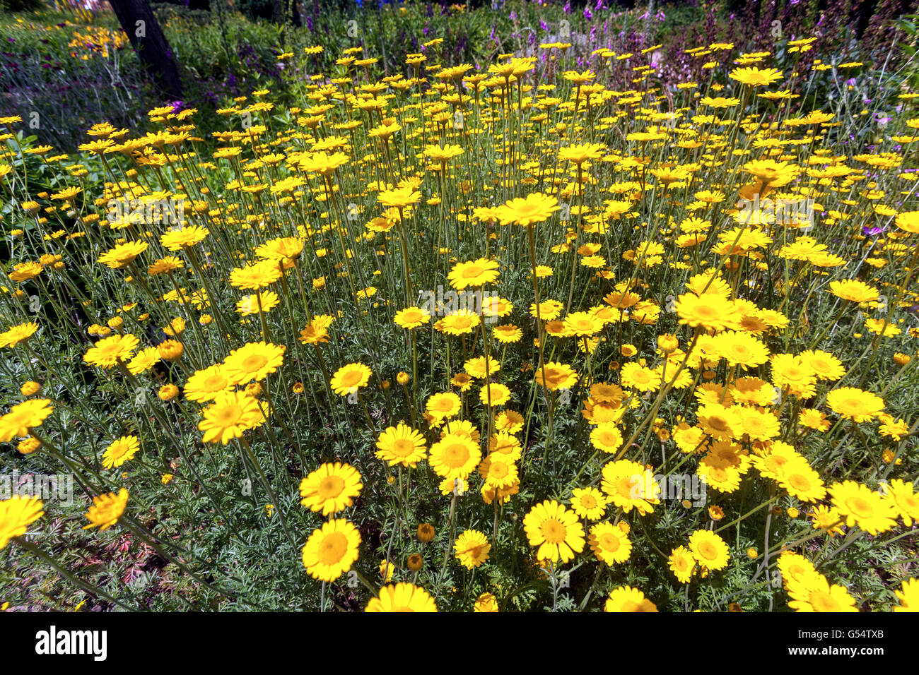 Golden marguerite flower hi-res stock photography and images - Alamy