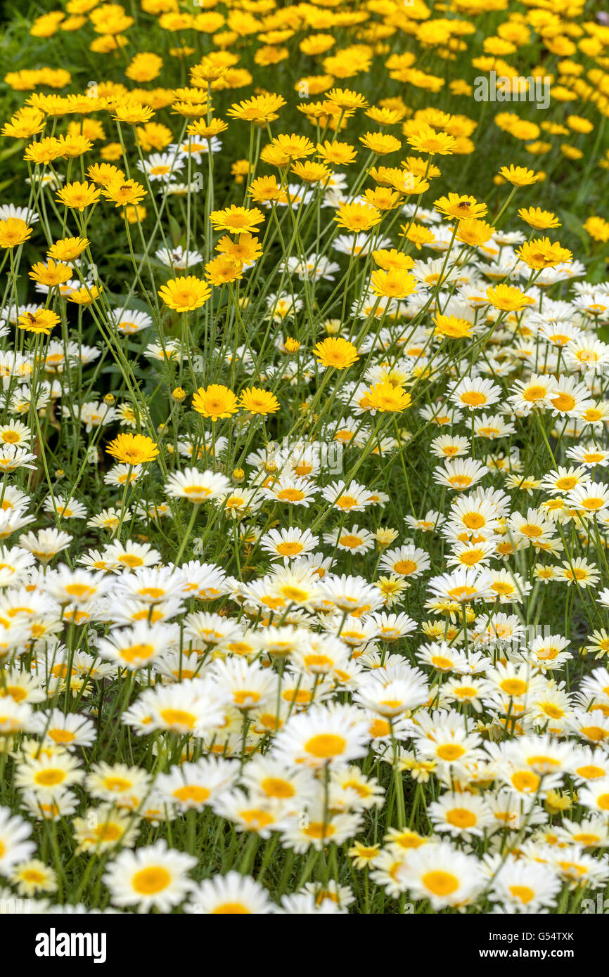 Anthemis tinctoria 'Lemon Ice' and Cota tinctoria - golden marguerite ...