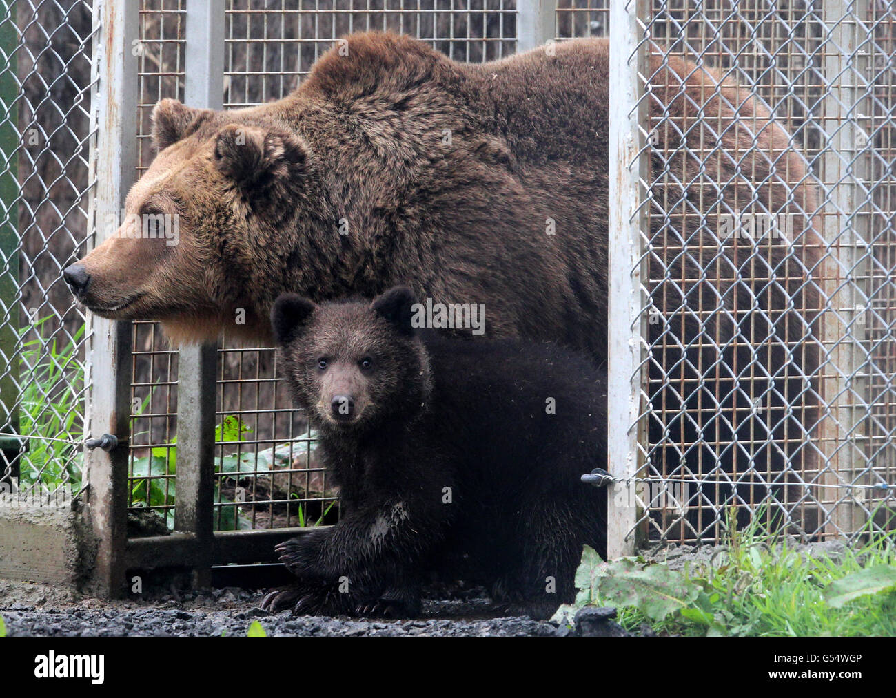 Loki the five month old European brown bear cub makes his first public ...
