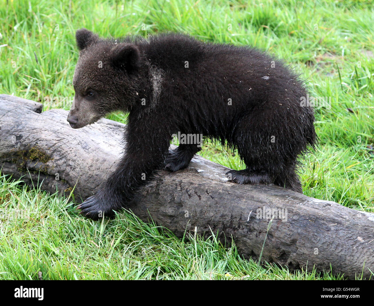 Loki the five month old European brown bear cub makes his first public ...