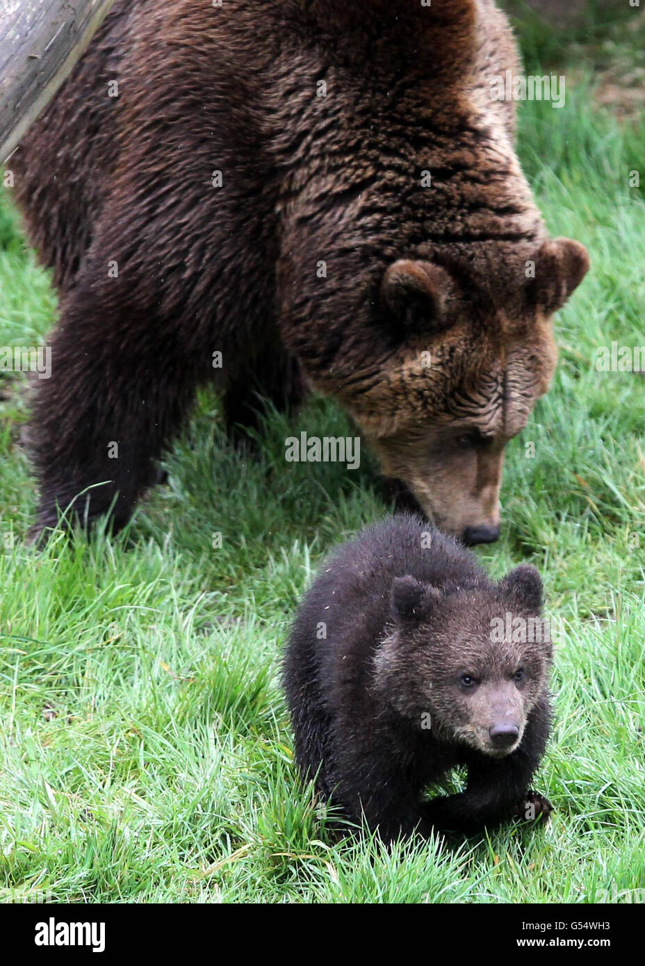 Brown bear cub Stock Photo - Alamy