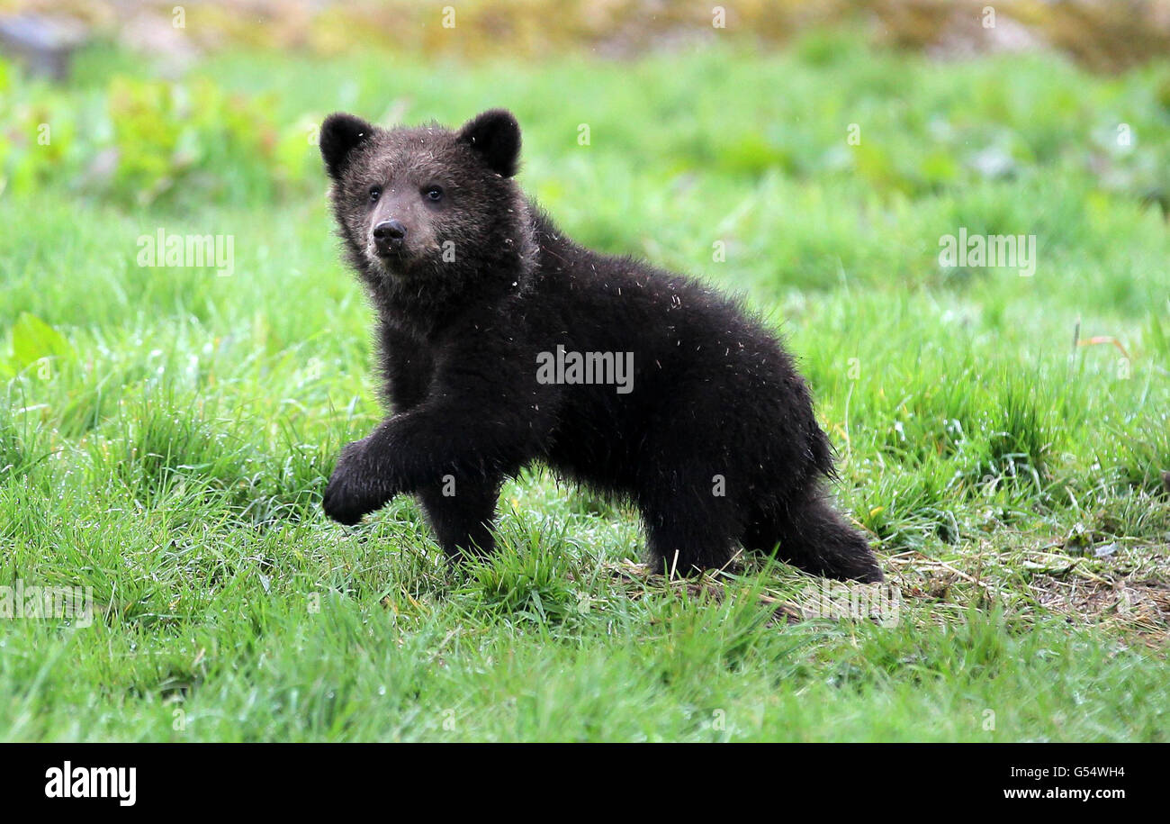 Loki the five month old European brown bear cub makes his first public ...
