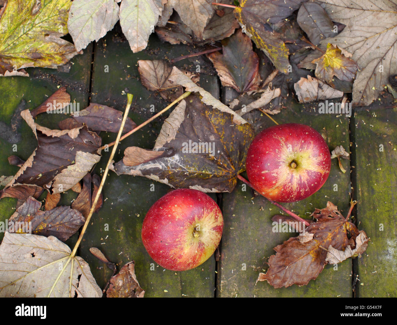 Windfall apples in Cornish garden Stock Photo - Alamy
