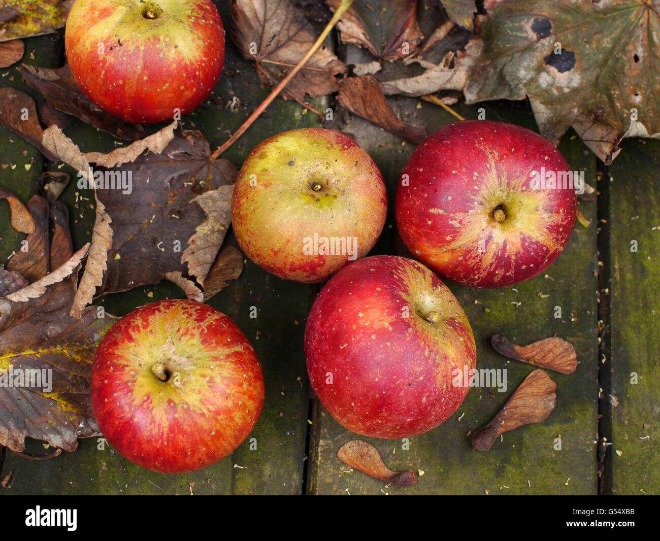 Windfall apples in Cornish garden Stock Photo - Alamy