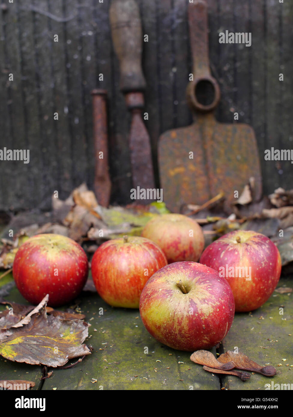 Windfall apples in Cornish garden Stock Photo - Alamy