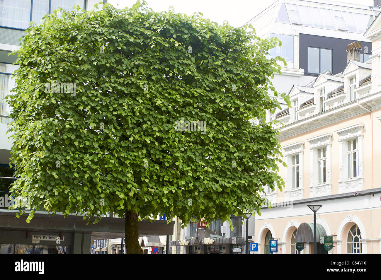 A tree trimmed to a square shape in urban setting Stock Photo - Alamy