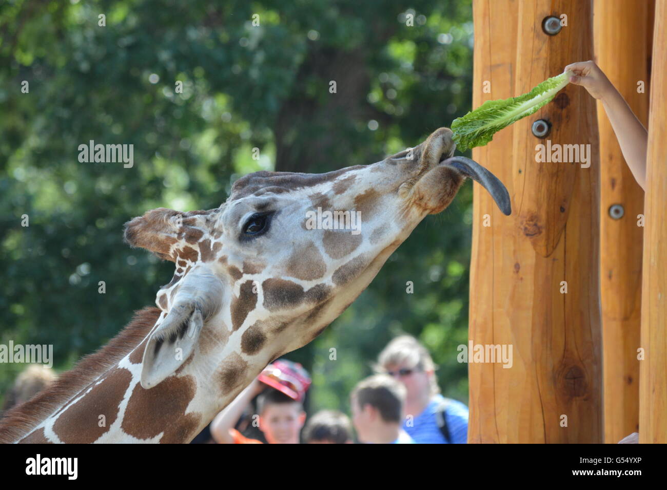 Hungry giraffe eating lettuce hi-res stock photography and images - Alamy