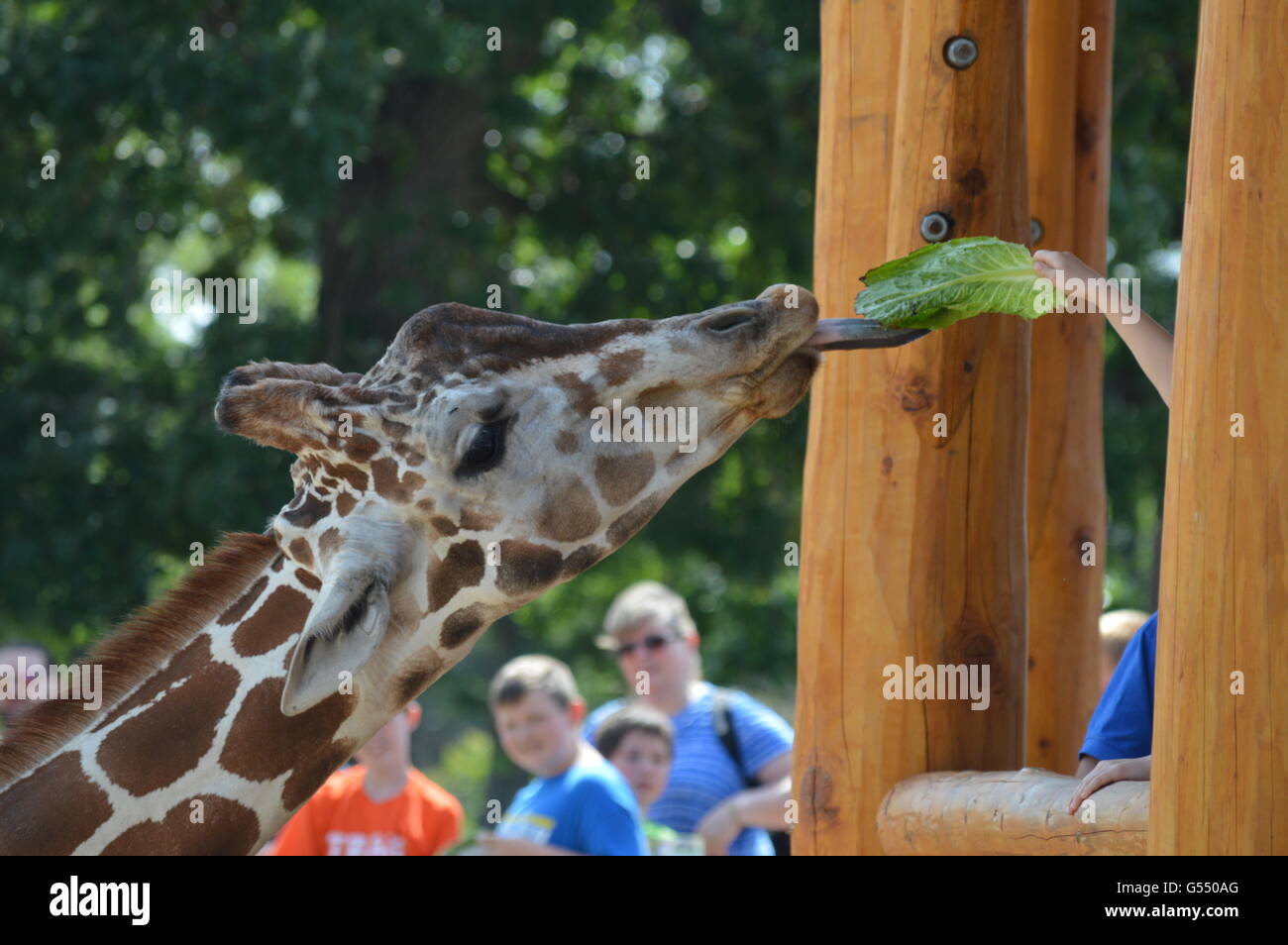 Giraffe eating lettuce Stock Photo - Alamy