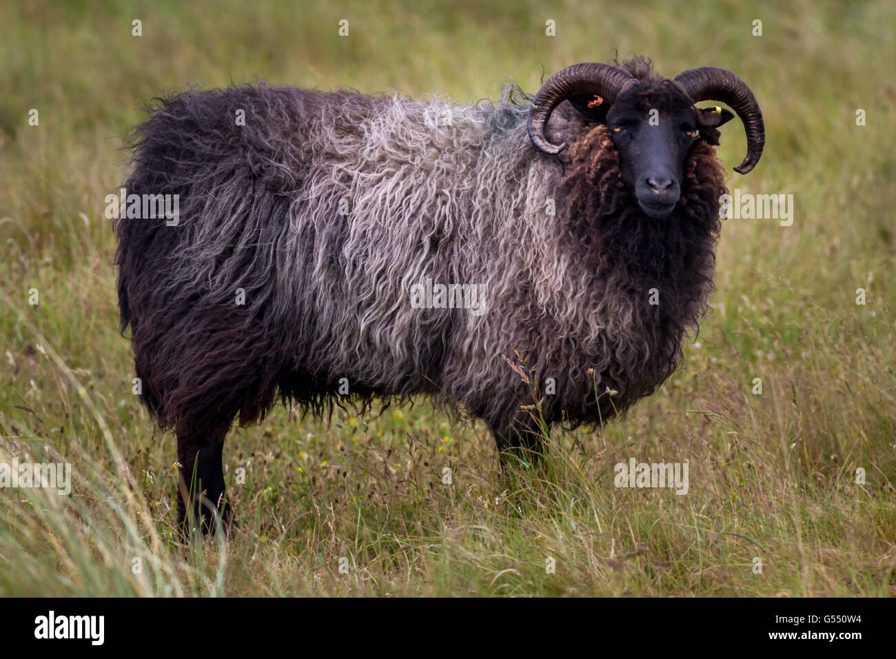 A Hebridean Sheep Stock Photos & A Hebridean Sheep Stock Images - Alamy