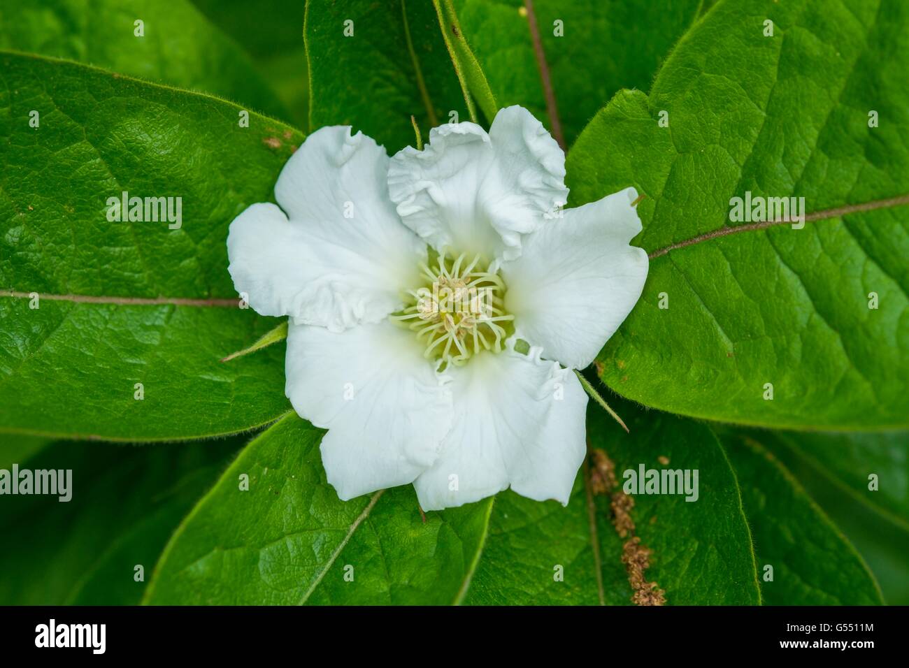 Common medlar , Dutch medlar - Mespilus germanica, Blossom Stock Photo ...