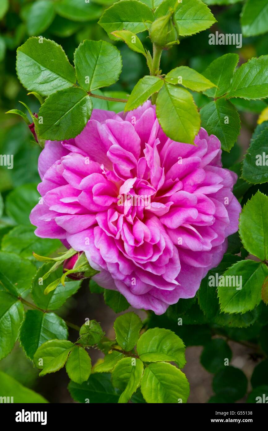 Rose 'Princess Anne' Stock Photo - Alamy