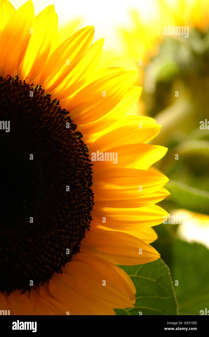 Close up detail of single Sunflower head Stock Photo - Alamy