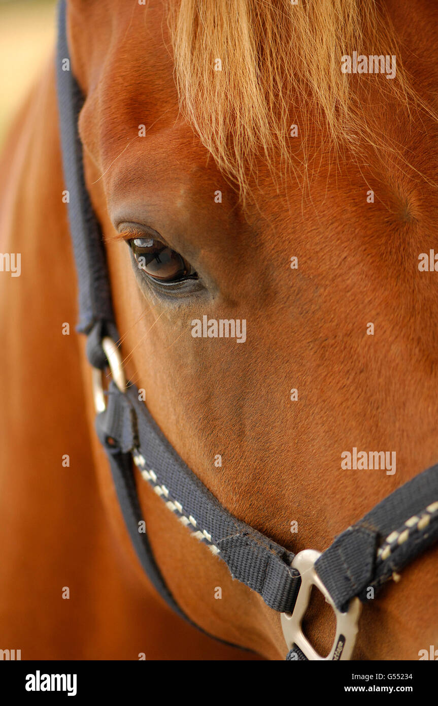 close up detail of face and eye of American Quarter Horse Stock Photo ...