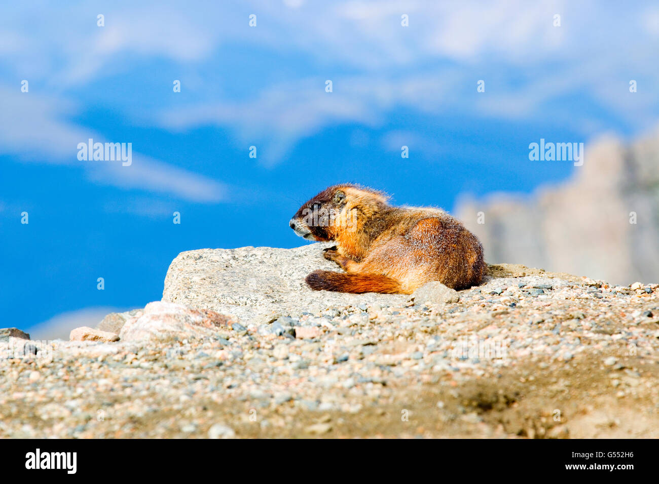 Cute Marmot posing for pictures on Mount Evans Colorado on a beautiful ...