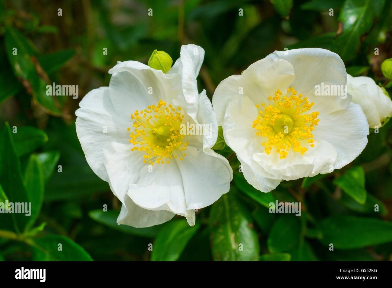 Carpenteria californica - tree anemone Stock Photo - Alamy