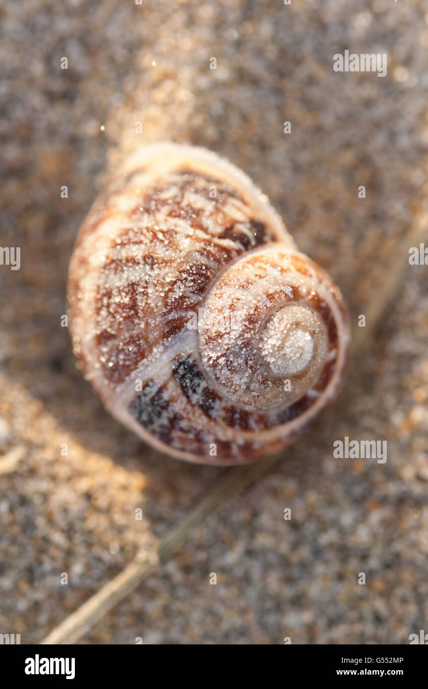 Close up detail of spiral shell in grains of sand illuminated by warm ...