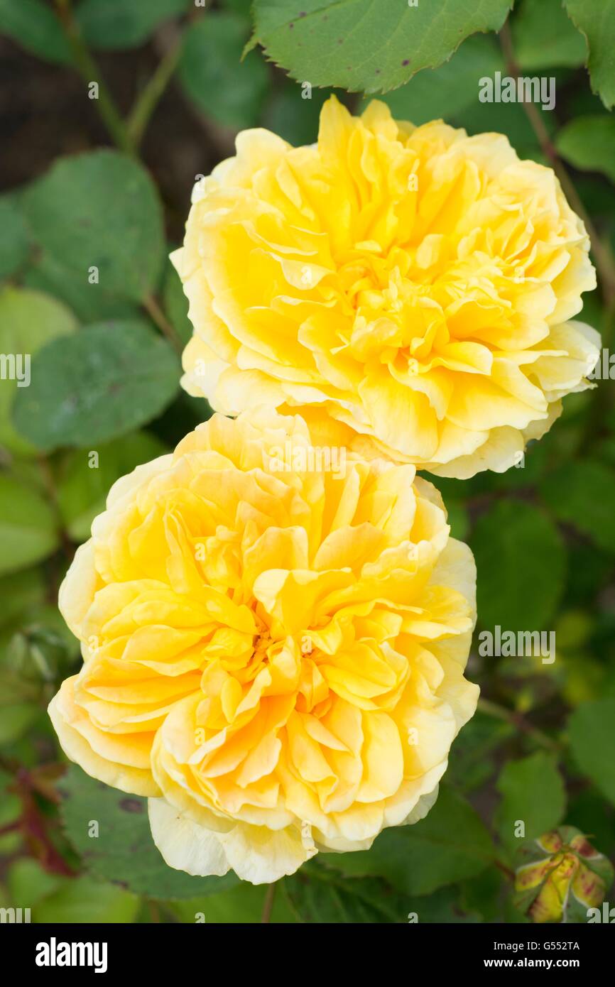 Shrub rose molineux hi-res stock photography and images - Alamy