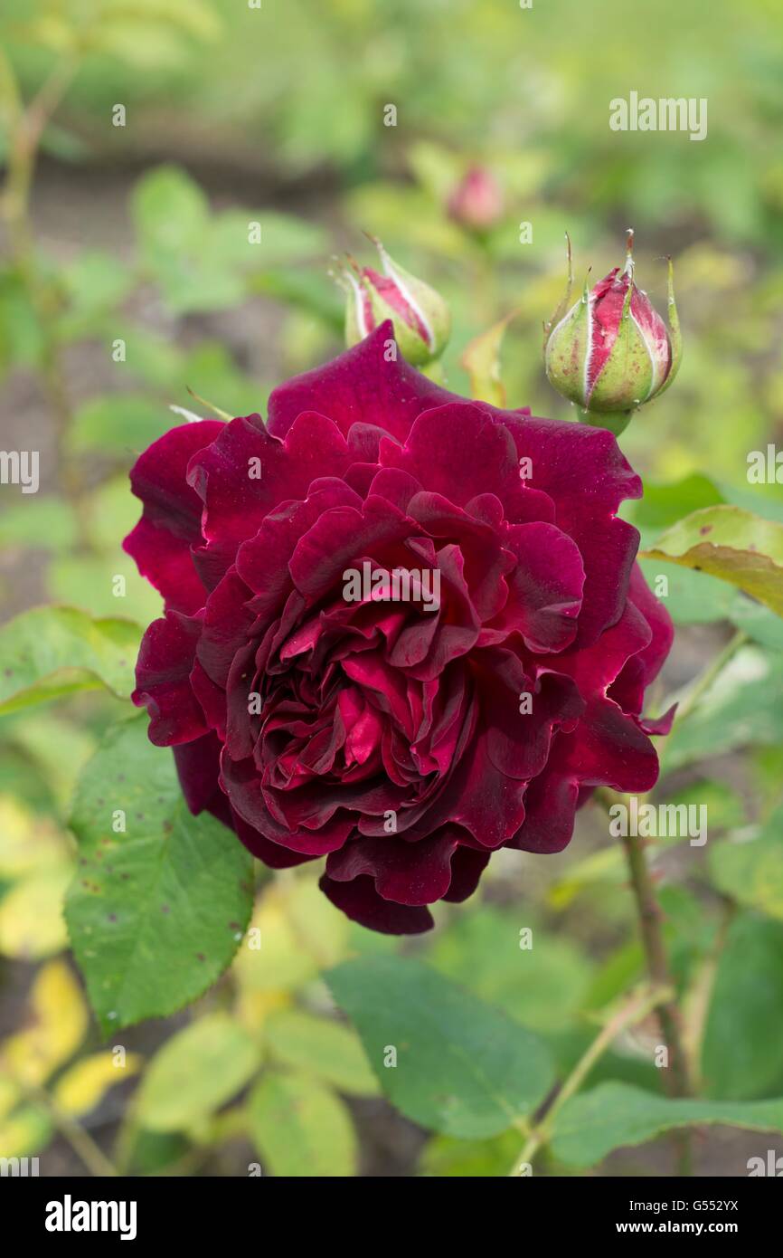 Munstead Wood English Rose - bred by David Austin, Shrub Rose Stock ...