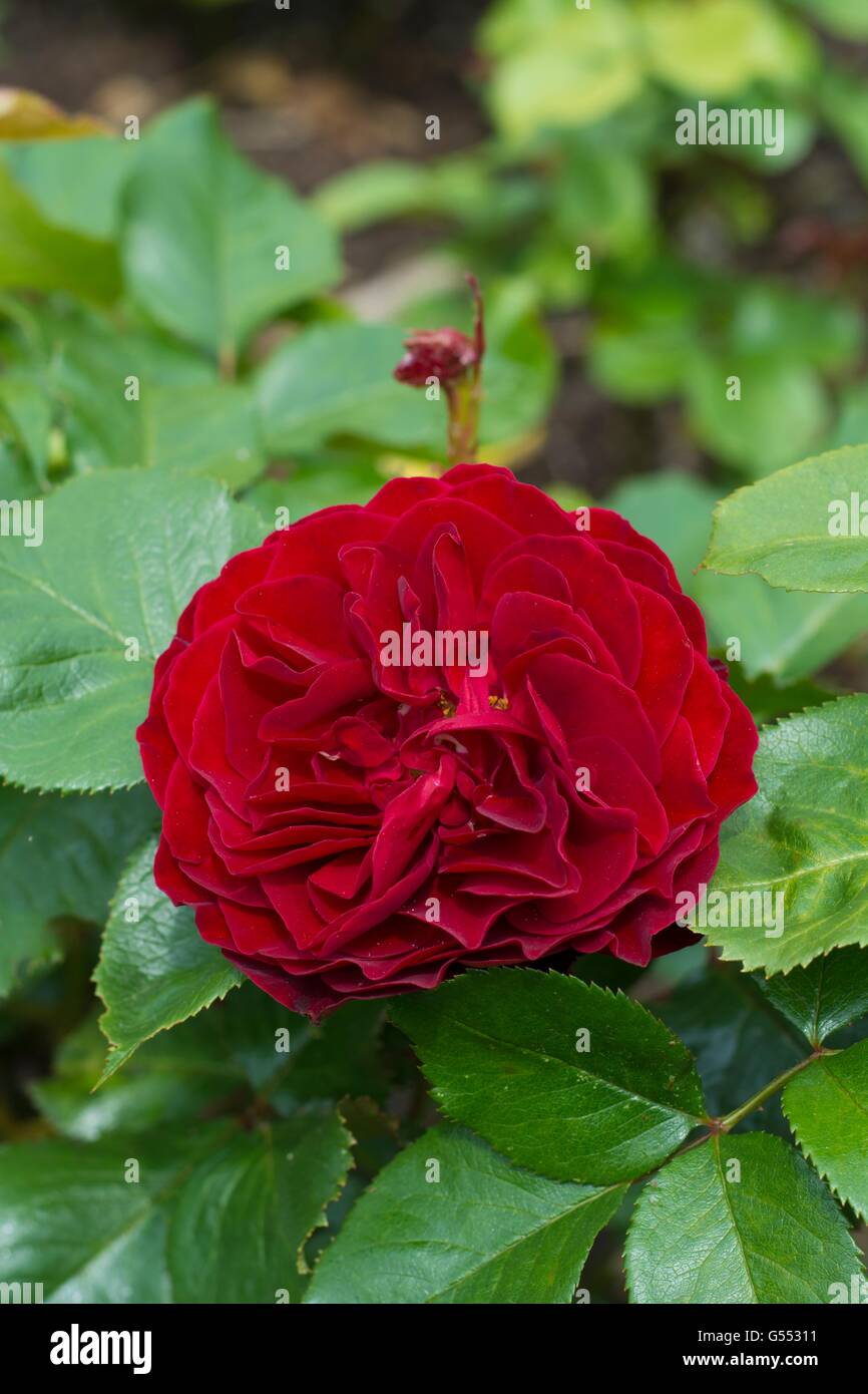 Red abundance hi-res stock photography and images - Alamy
