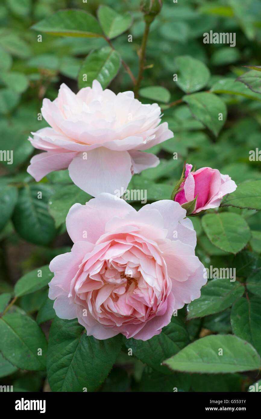 The Alnwick Rose, English Roses - bred by David Austin, Shrub Roses ...
