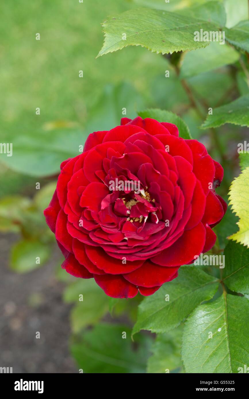 Floribunda bush rose hi-res stock photography and images - Alamy