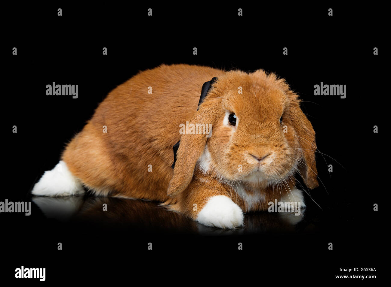 Beautiful domestic rabbit Stock Photo - Alamy