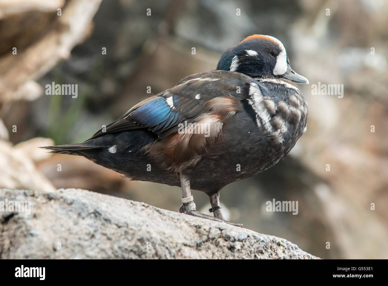 Female harlequin duck hi-res stock photography and images - Alamy