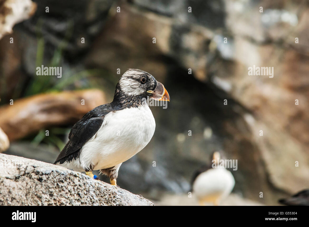 Pacific puffin hi-res stock photography and images - Alamy